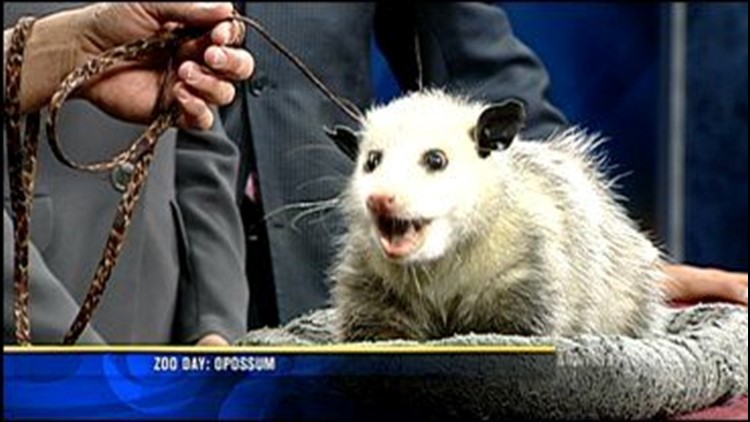 Zoo Day: opossum | cbs8.com