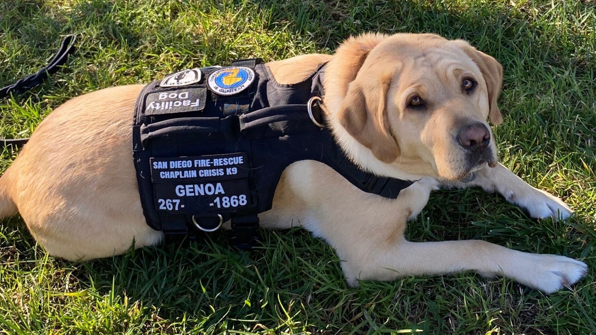 San Diego Fire-Rescue welcomes 3 crisis response dogs to the department ...