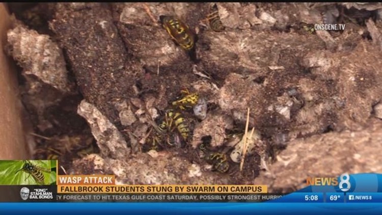 Wasp Attack: Fallbrook students stung by swarm on campus | cbs8.com