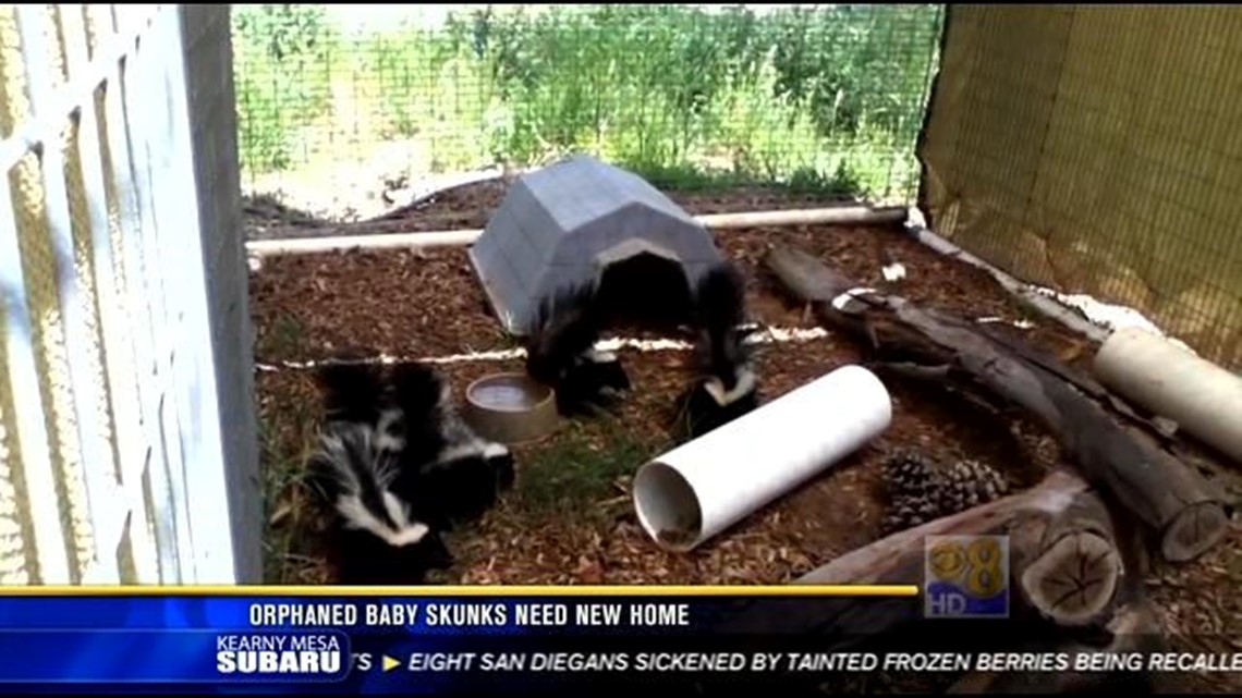 Orphaned baby skunks need new home | cbs8.com