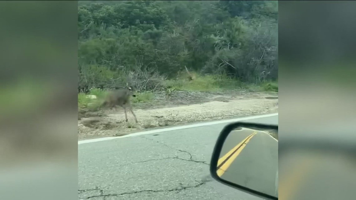 Experts weigh in on mountian lion attacking deer in Alpine | cbs8.com
