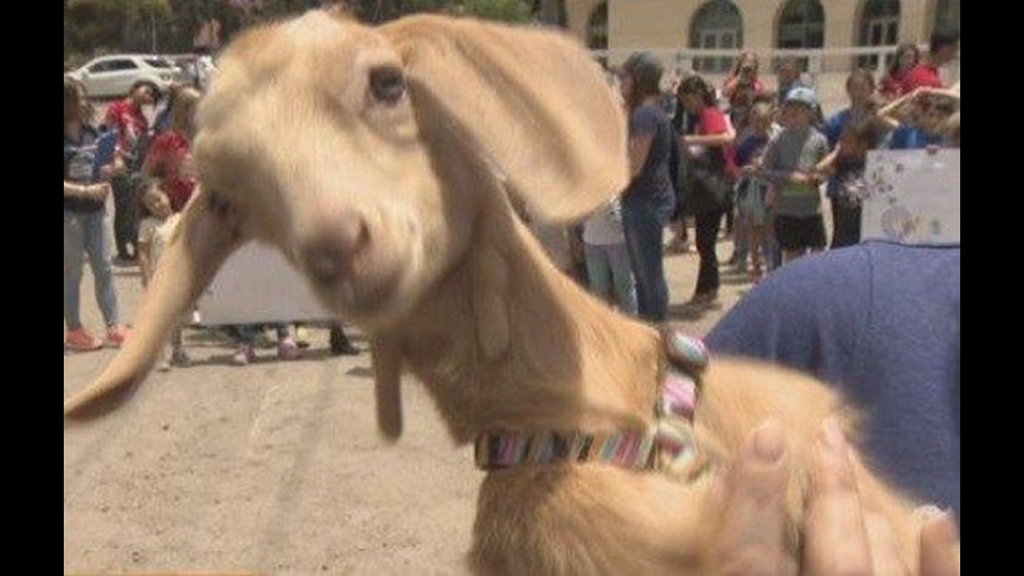 Way To Go Kid! Millie the goat arrives in San Diego | cbs8.com
