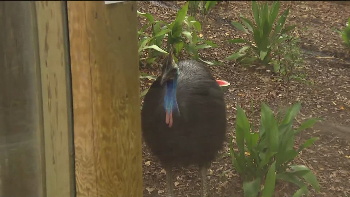 Zoo Day | Meet the cassowary | cbs8.com