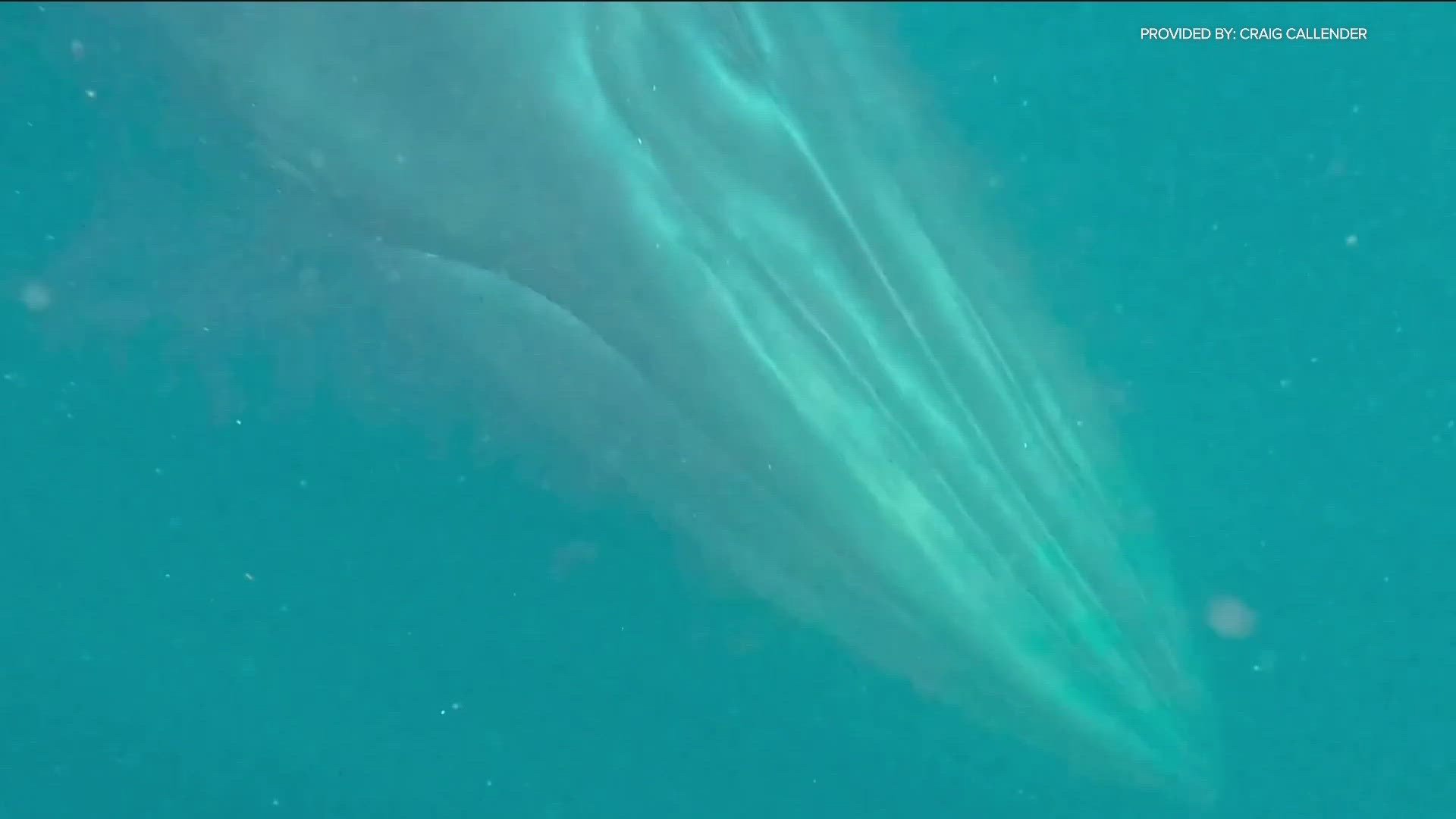 UC San Diego professor encounters rare whale off the coast while ...