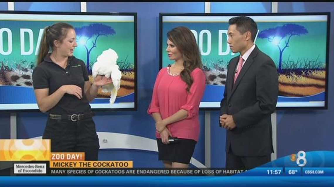 Zoo Day: Mickey the Cockatoo | cbs8.com