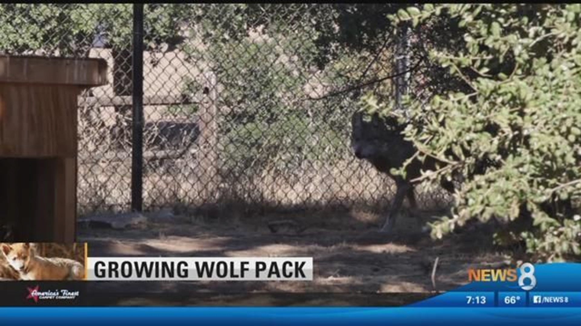 Growing wolf pack at California Wolf Center helping species make ...