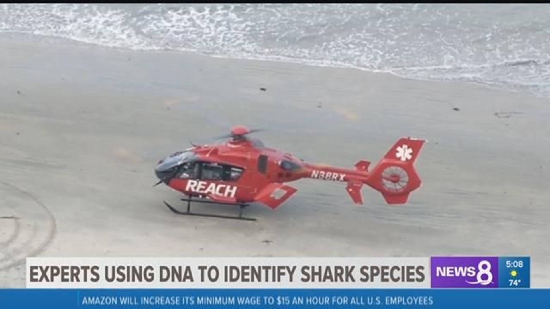 Experts using DNA to identify shark species following Encinitas attack ...