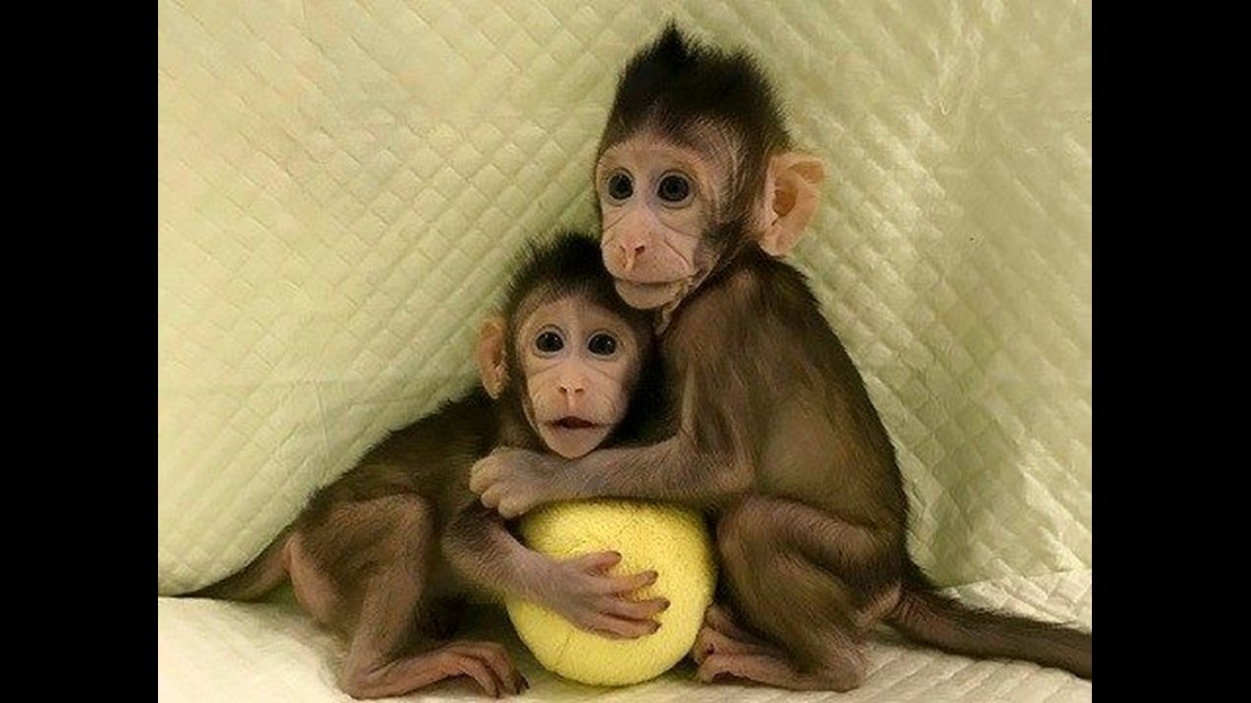 Move over, Dolly: Monkeys cloned; a step closer to people? | cbs8.com