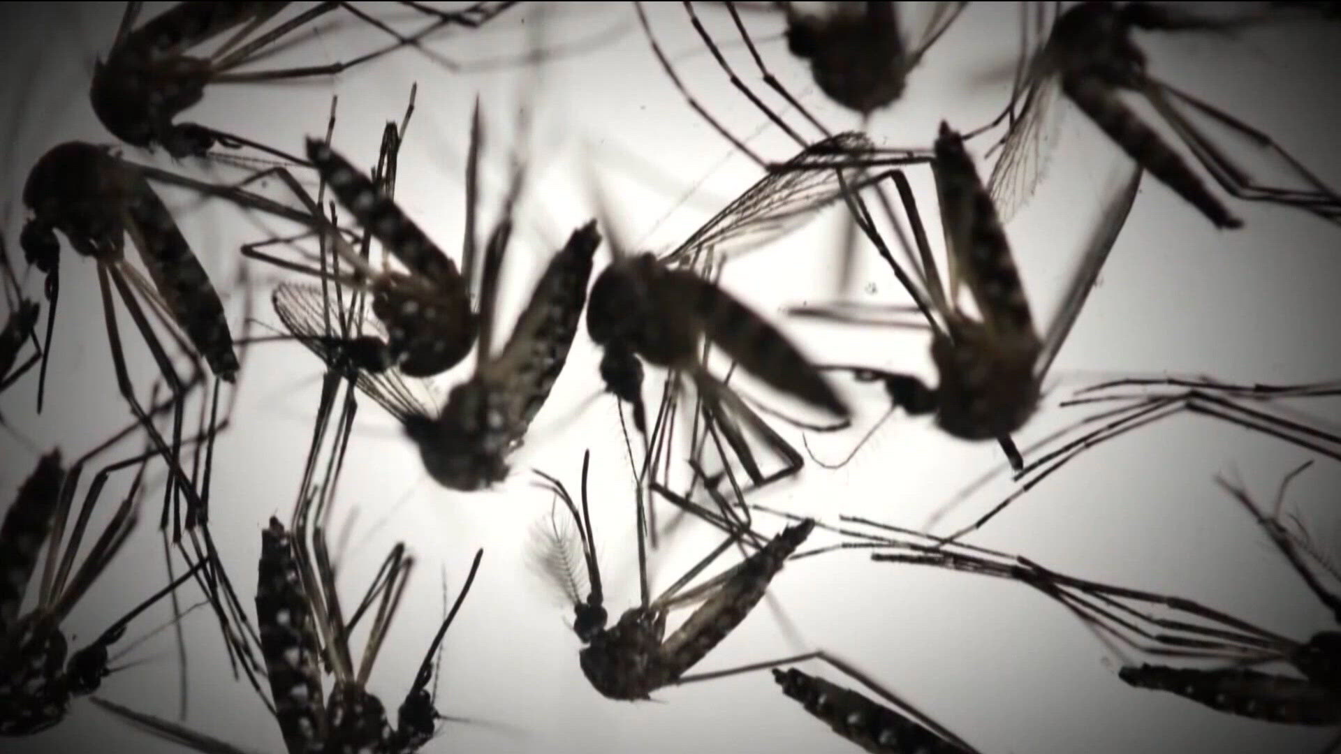 Google seeks EPA approval to release infected mosquitoes in California ...