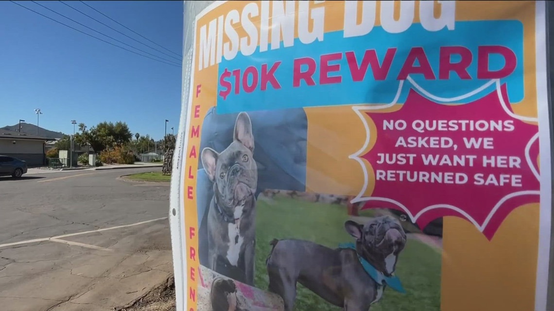 Escondido woman offers $10K reward for missing French bulldog | cbs8.com
