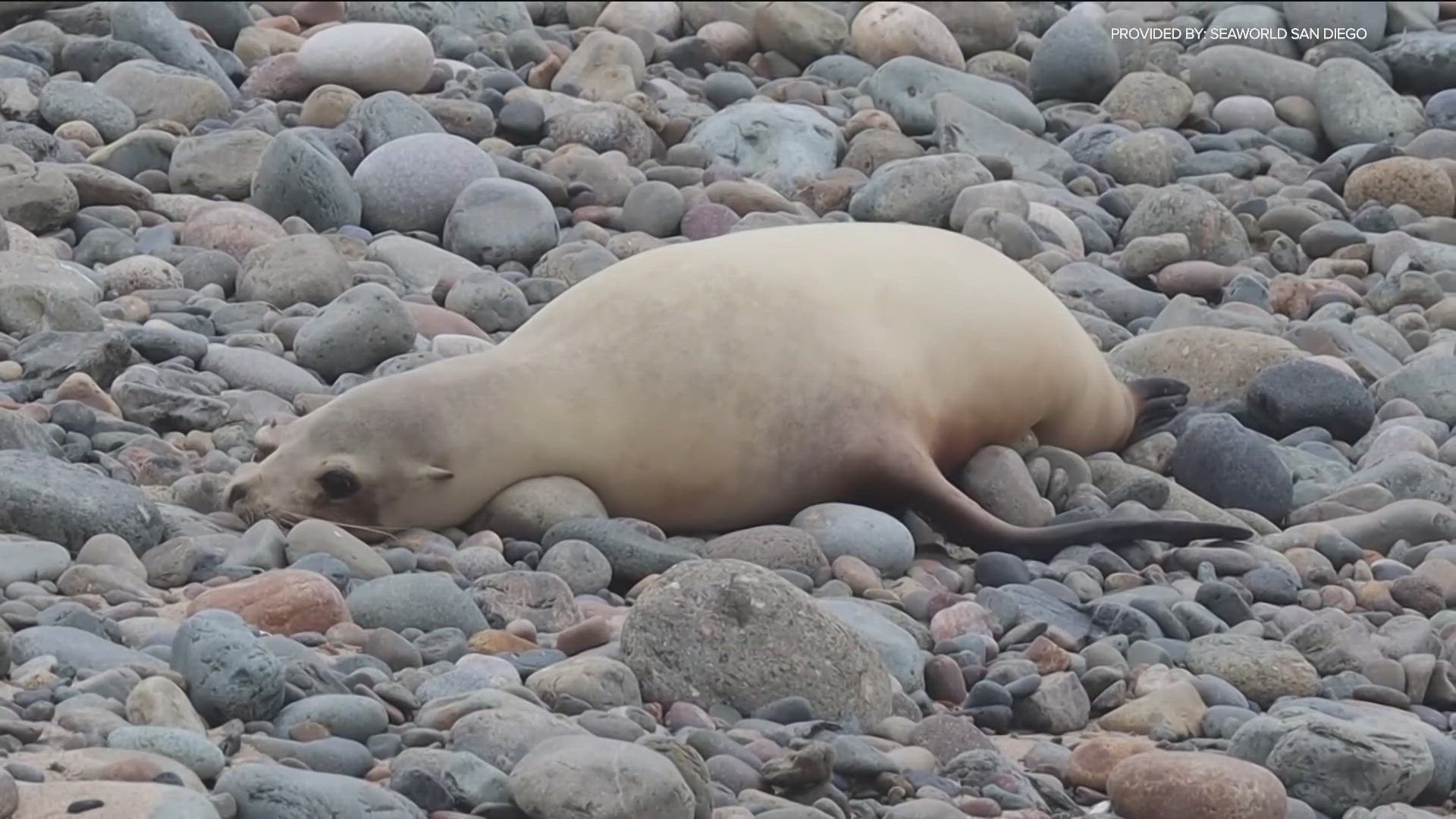 Domoic acid in toxic algae bloom of California coast begins to subside ...