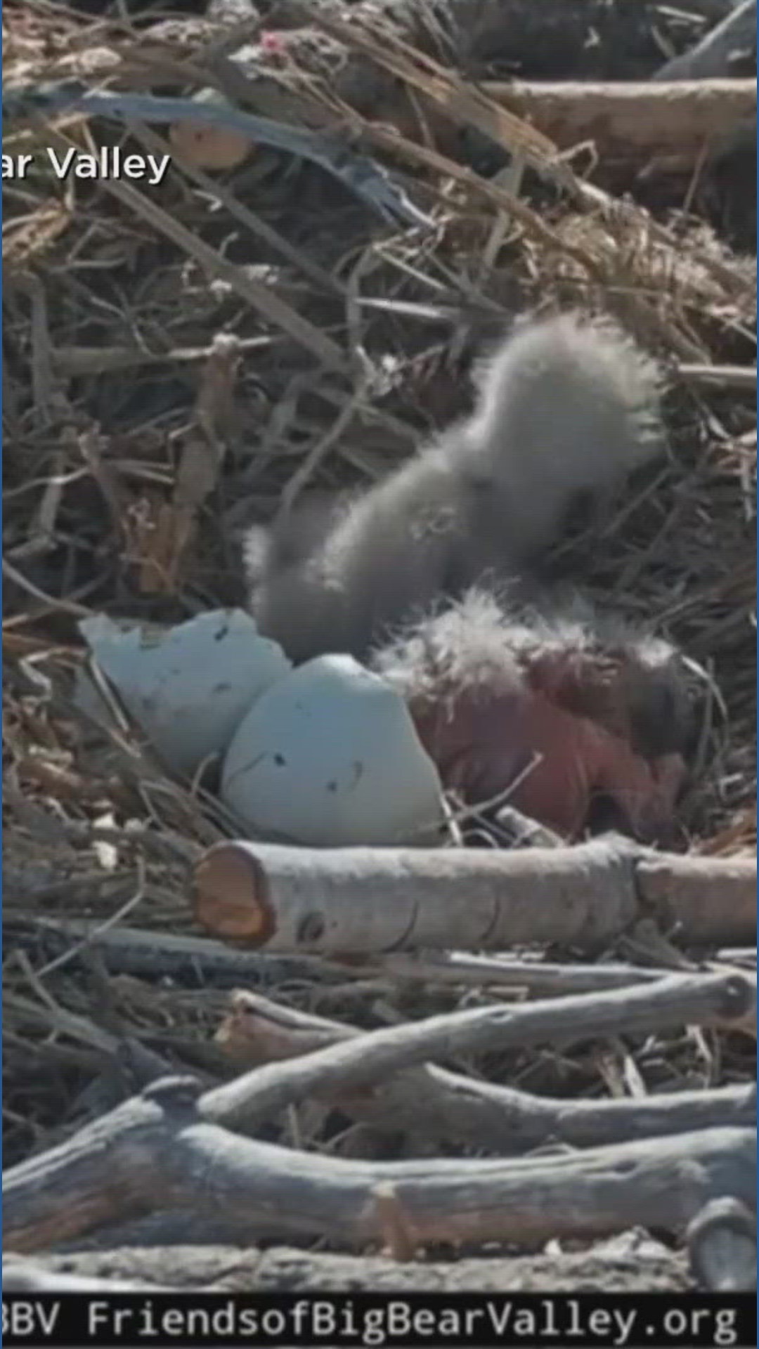 Big Bear’s celebrity bald eagle couple hatch 2 eaglets following early ...