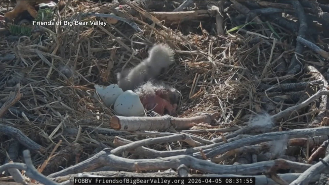 Big Bear’s celebrity bald eagle couple hatch 2 eaglets following early ...