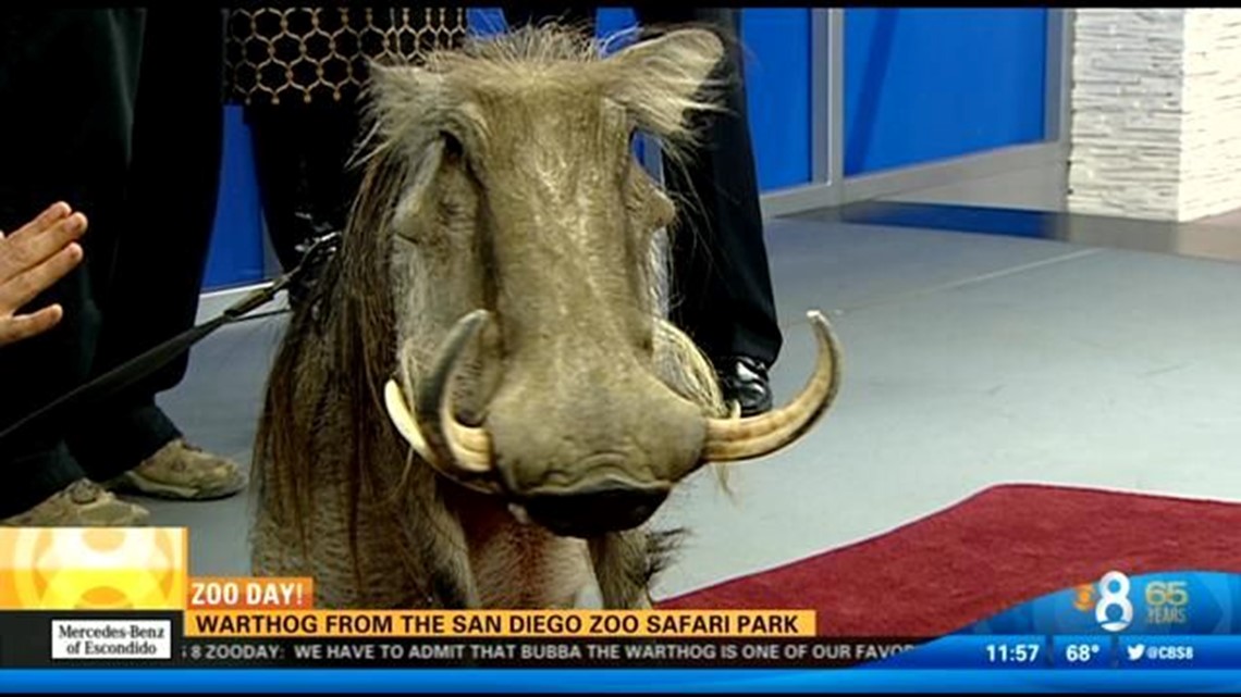 Zoo Day: Warthog | cbs8.com