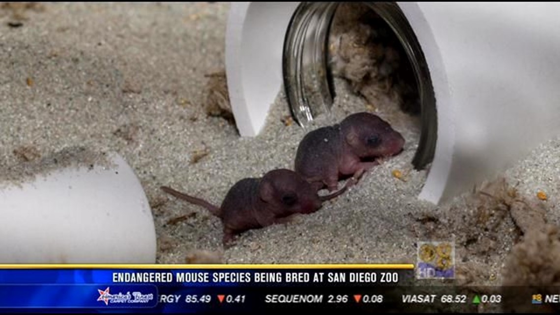 Endangered mouse species being bred at San Diego Zoo | cbs8.com