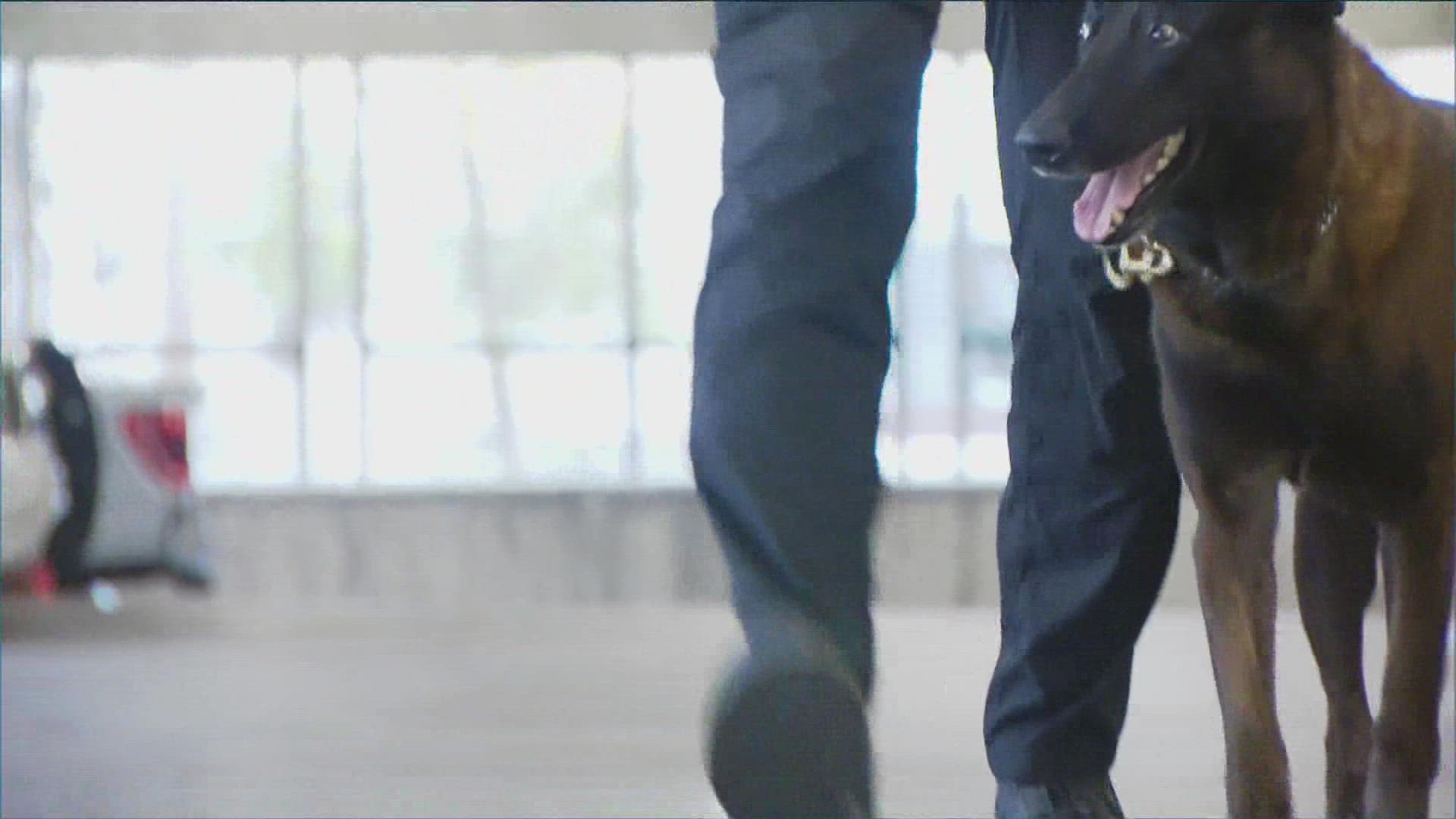 Chula Vista Police Department K9 'Jax' retires | cbs8.com