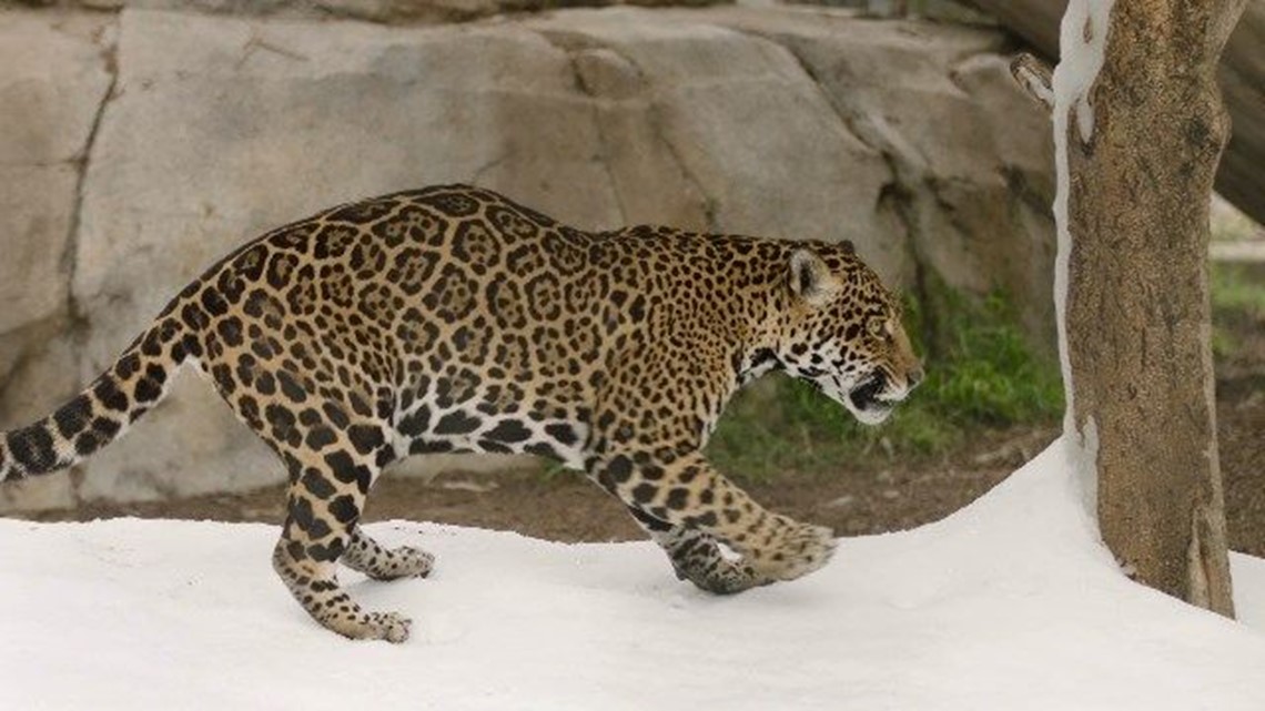 Jaguars wake up to a winter wonderland at the San Diego Zoo | cbs8.com