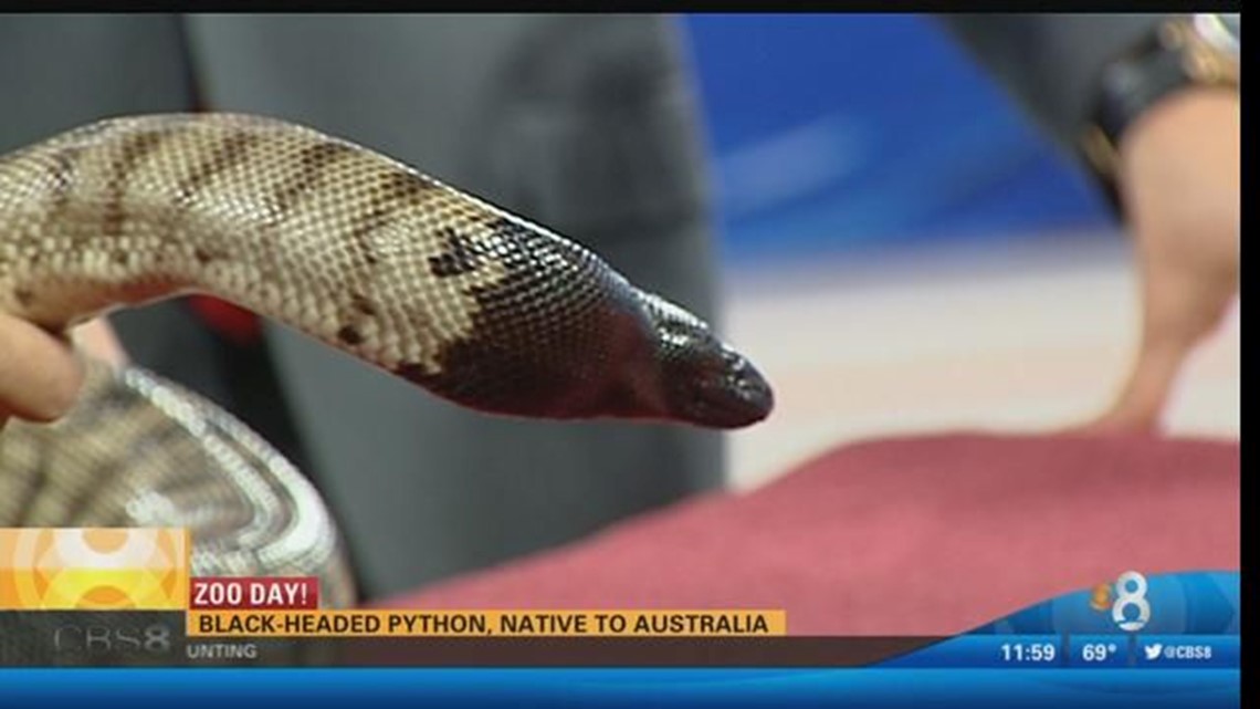 Zoo Day: Black-headed python | cbs8.com