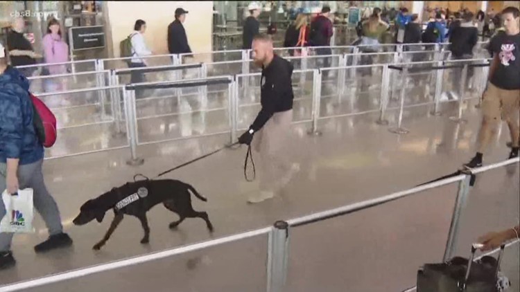 Can Dogs Walk Through Airports