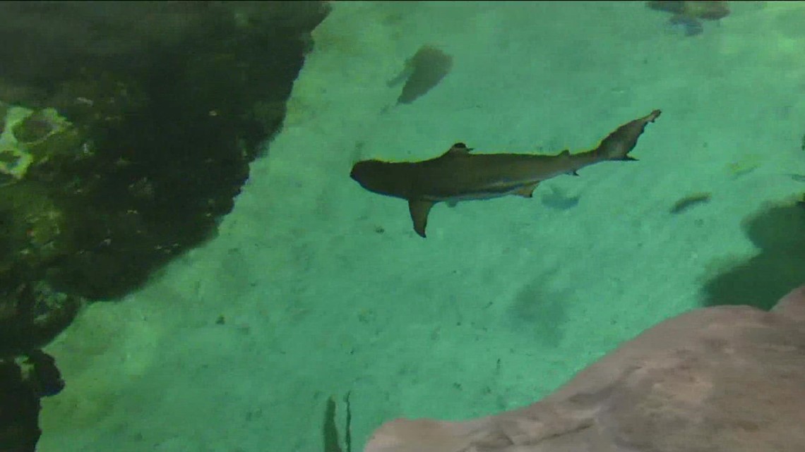 SeaWorld celebrating ‘Shark Awareness Day’ with wide range of ...