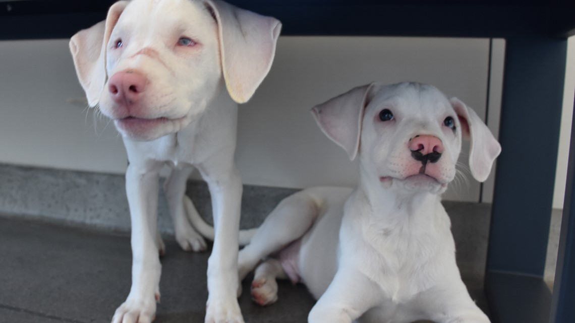 Blind, deaf puppy in San Diego relies on seeing-eye puppy brother ...