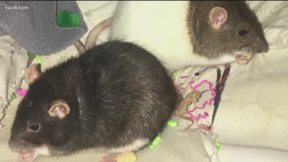 8-year-old girl diagnosed with rat-bite fever | cbs8.com