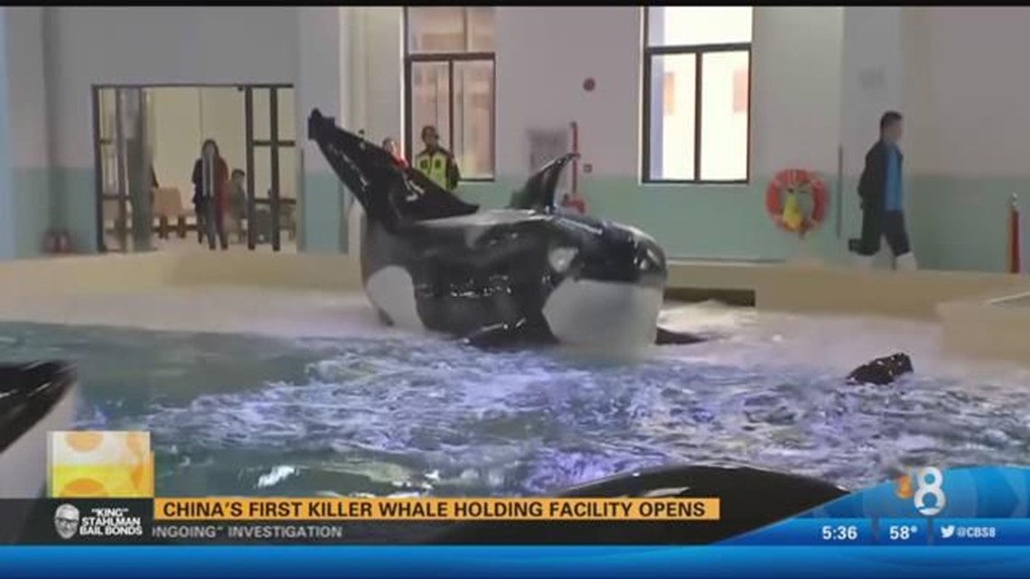 China's first killer whale holding facility opens | cbs8.com