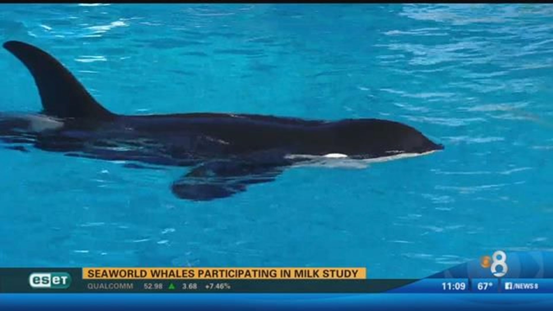 SeaWorld whales participating in milk study | cbs8.com