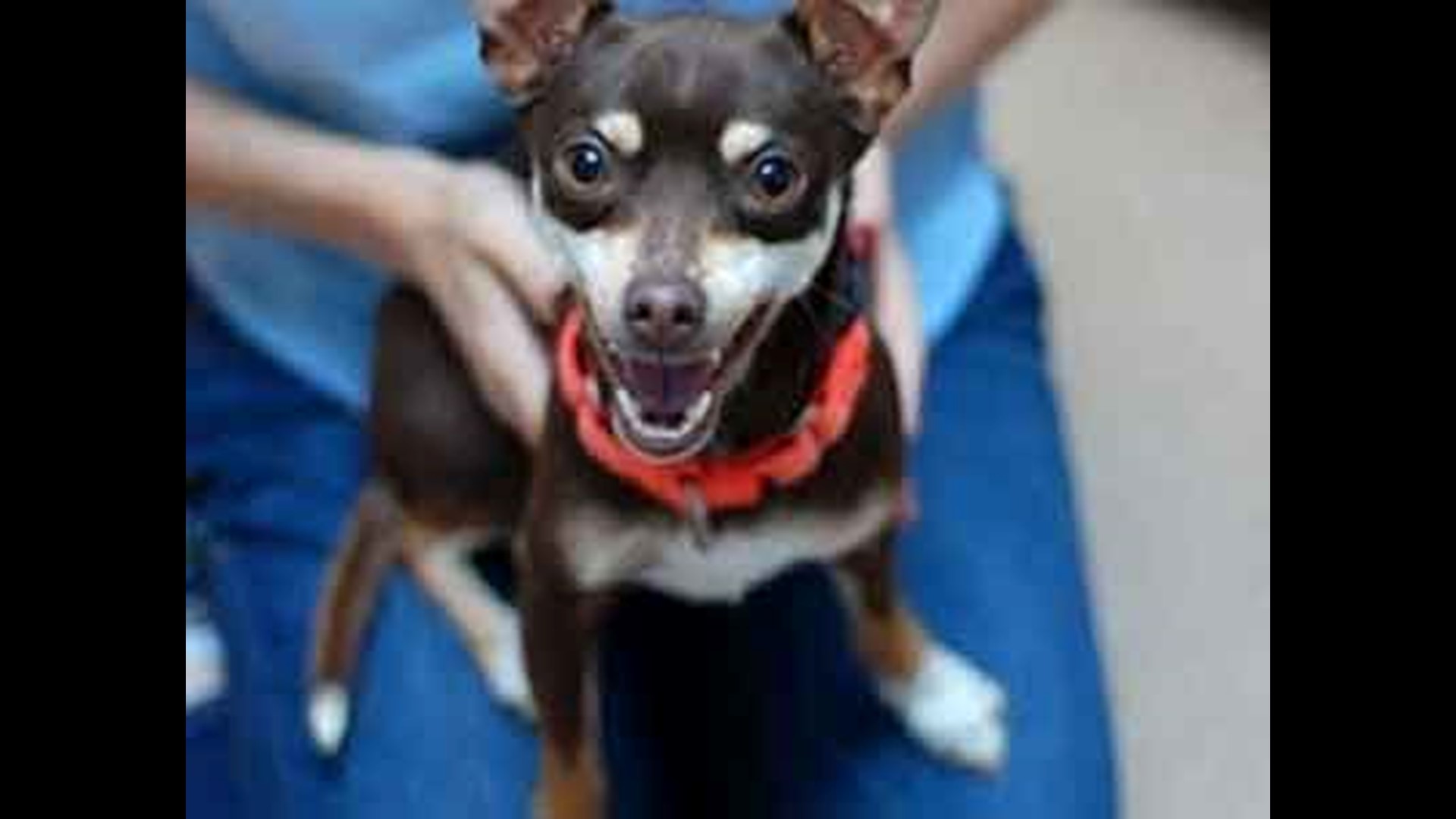 Raisin: A true cuddle-bug | cbs8.com