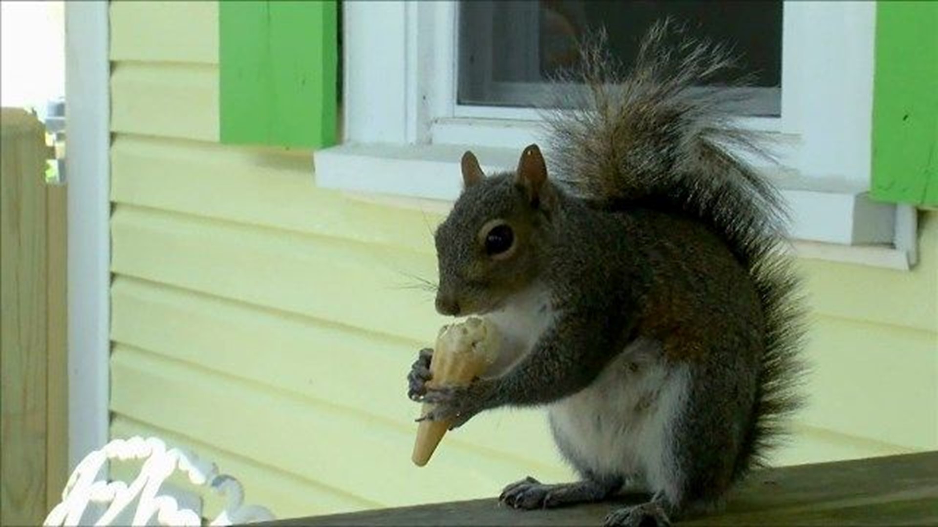 Meet Putter, the ice cream-loving squirrel | cbs8.com