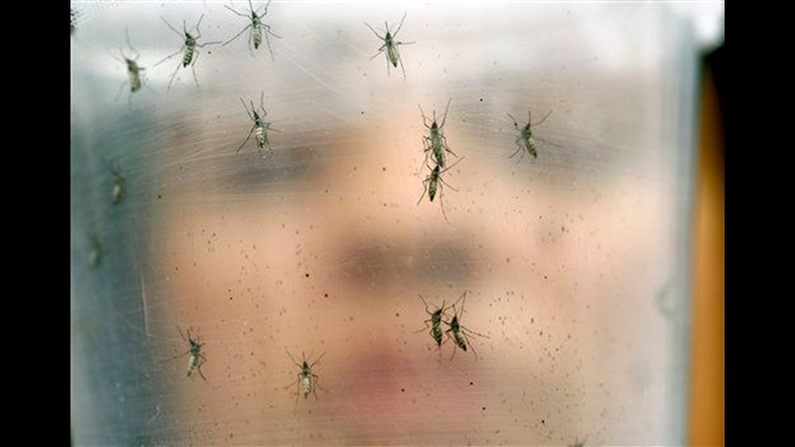 Things to know about GMO mosquito test proposed in Florida | cbs8.com