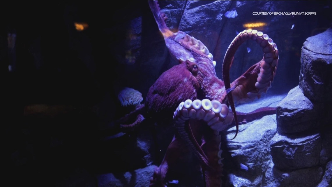 Scientists harness octopus camouflage abilities for real-world ...