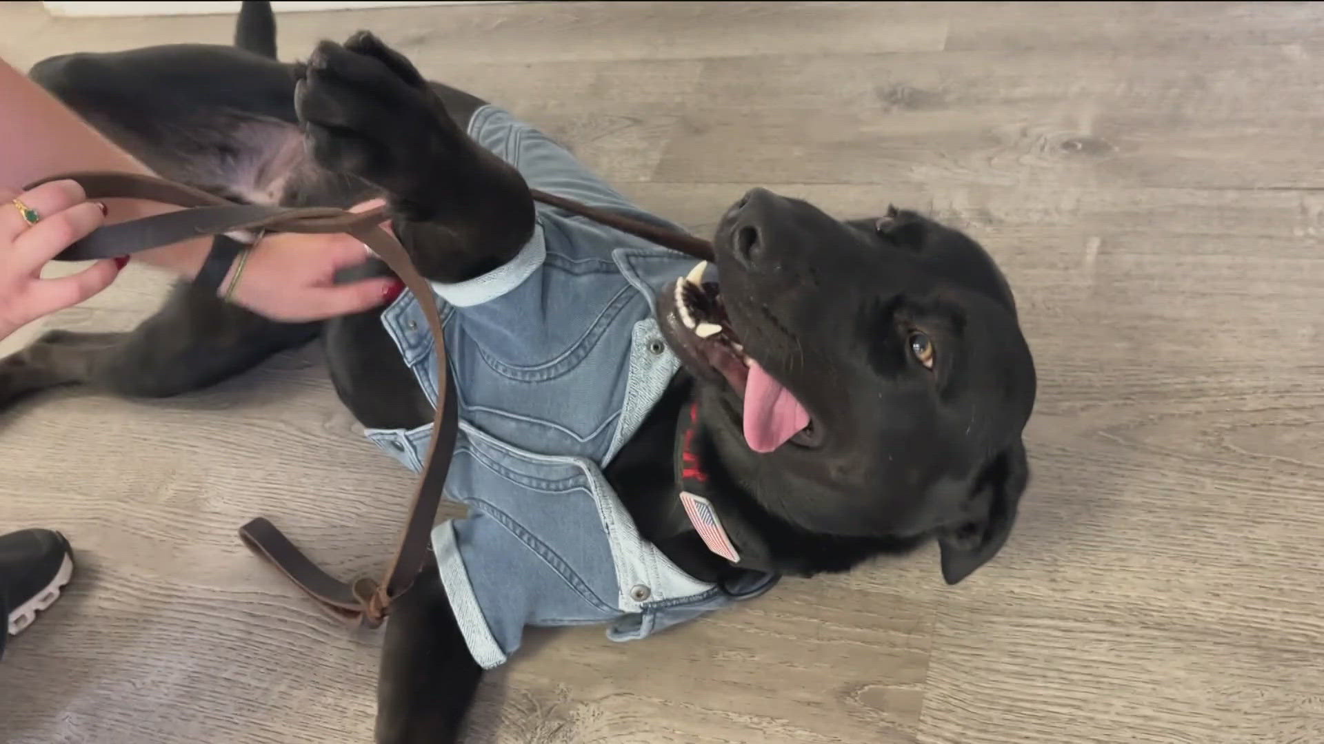 Rescue dog prepares to boost morale aboard US Navy ship | cbs8.com