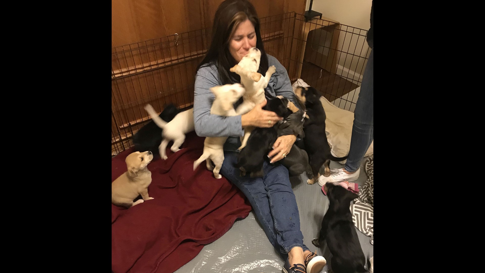 Helen Woodward Animal Center seeks foster families as it sees an influx ...