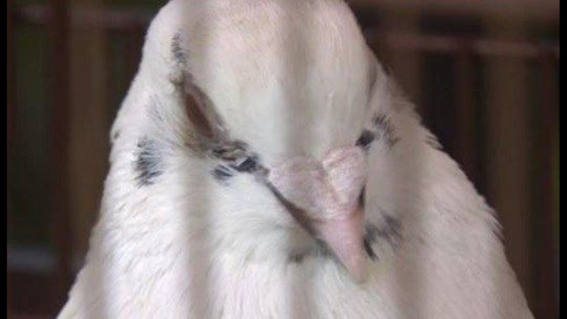 Prison Pigeon: Injured pigeon saved by the bird men of Donovan Prison ...