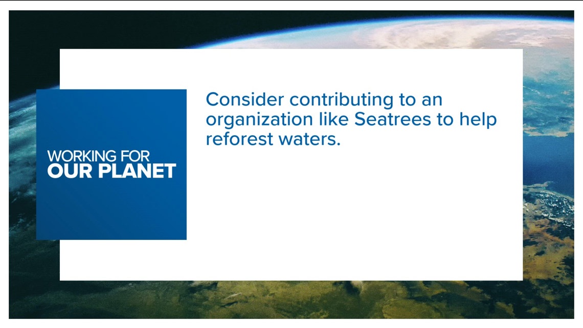 Replanting native species can help reforest waters | Working for Our ...