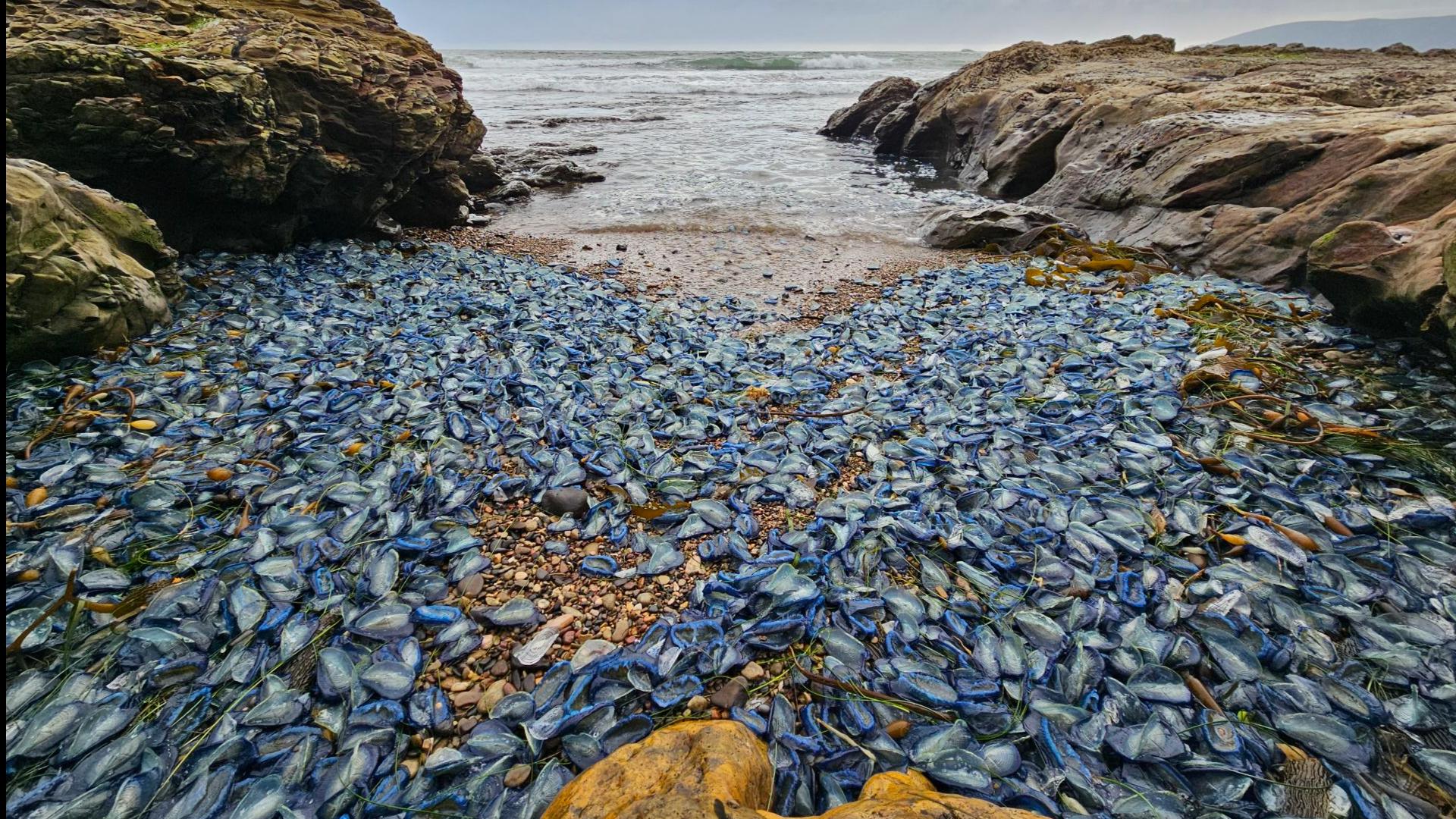 What are the clear, blue things on San Diego beaches? | cbs8.com