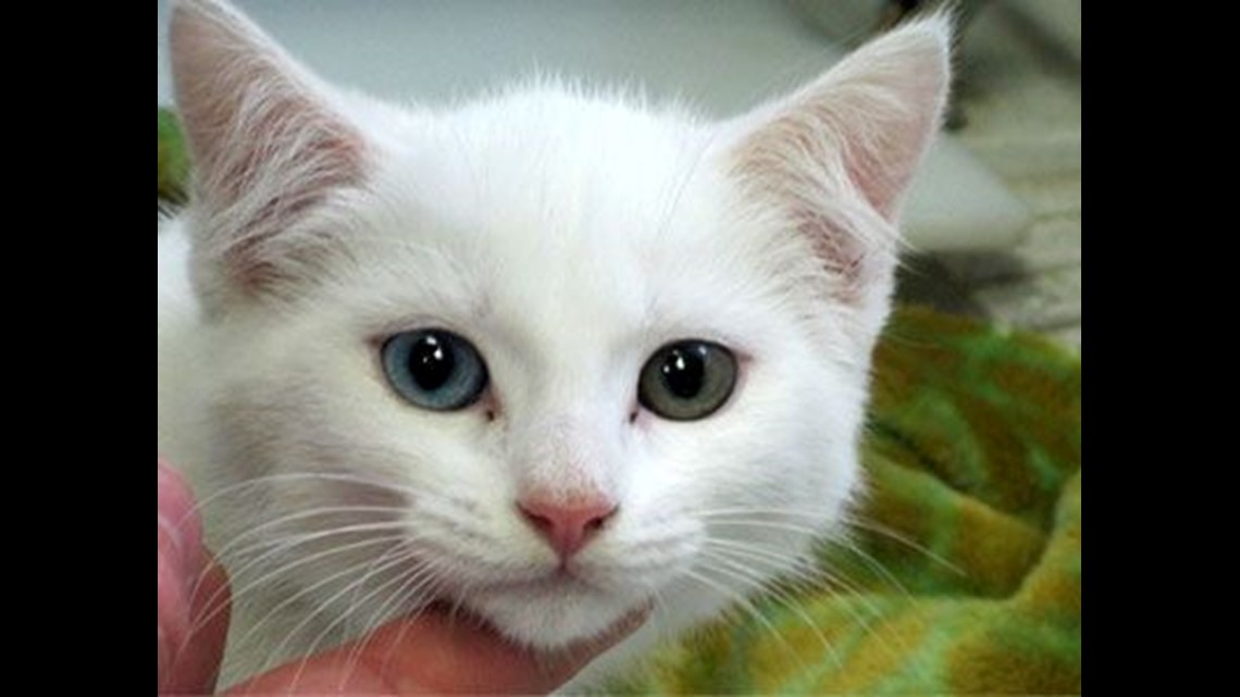 Annie: Beautiful white kitten | cbs8.com
