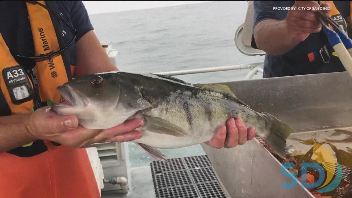'Ocean Monitoring Program' working to protect our coastal waters | cbs8.com