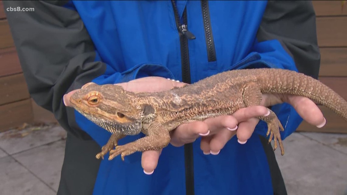 Celebrate Australia Day with all Australian animals | cbs8.com