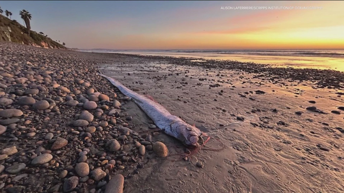 What We Know About The Elusive doomsday Fish That Washed Ashore In What We Know About The Elusive doomsday Fish That Washed Ashore In