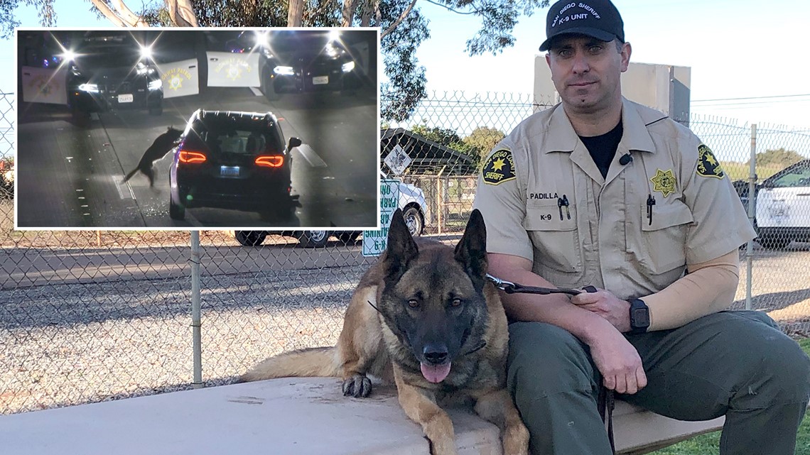 Meet Bo the K-9 dog who helped takedown driver on an alleged crim ...