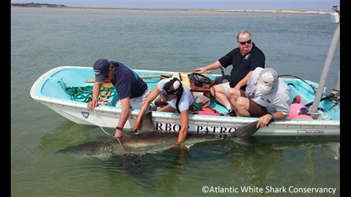 Beachgoers help great white shark stranded on Cape Cod | cbs8.com