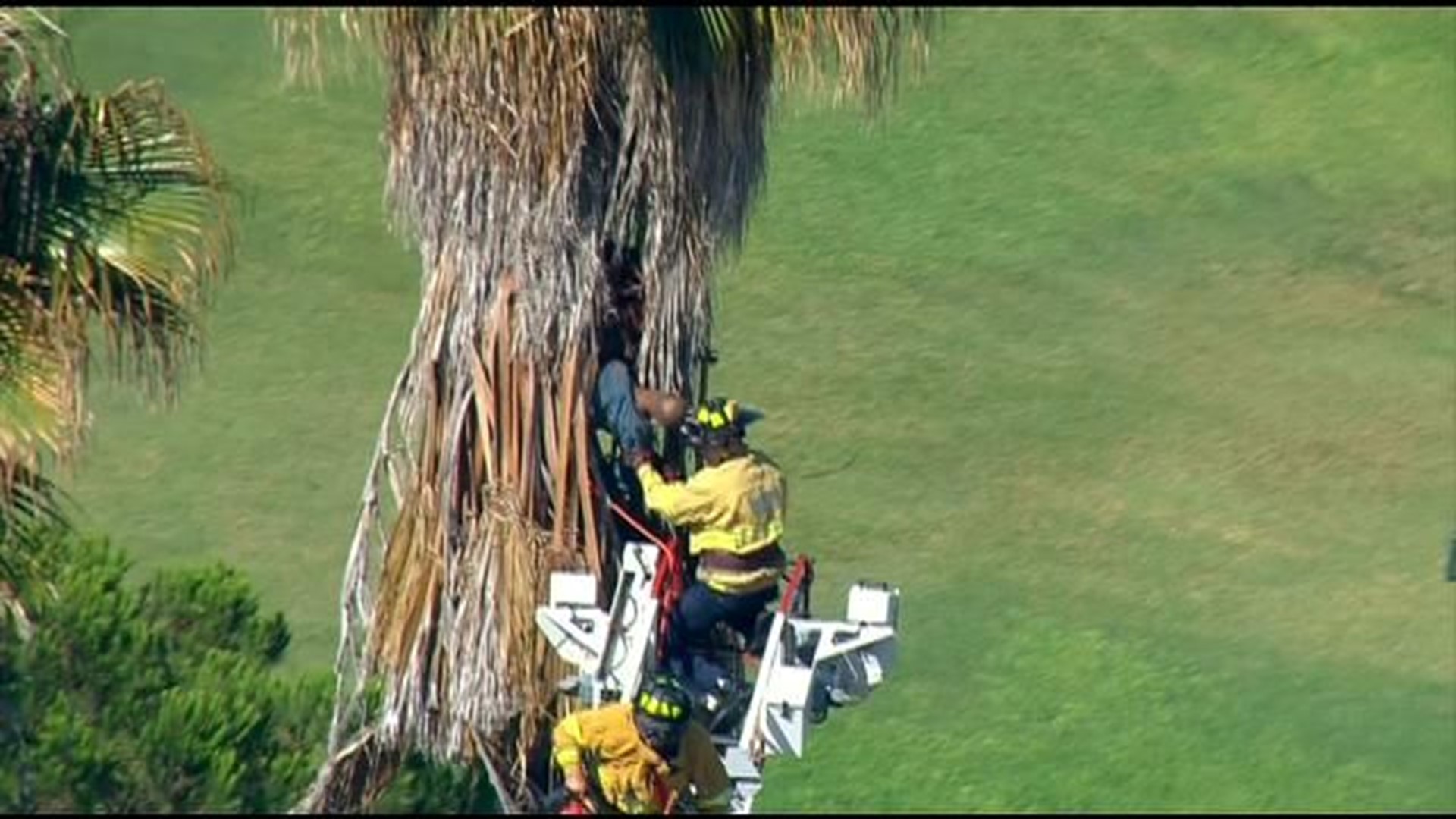 Firefighters rescue man stuck in tree in Rancho Bernardo | cbs8.com