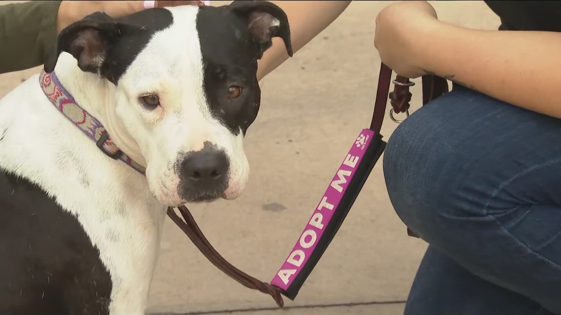 Humane Society pauses dog intake due to contagious illness | cbs8.com
