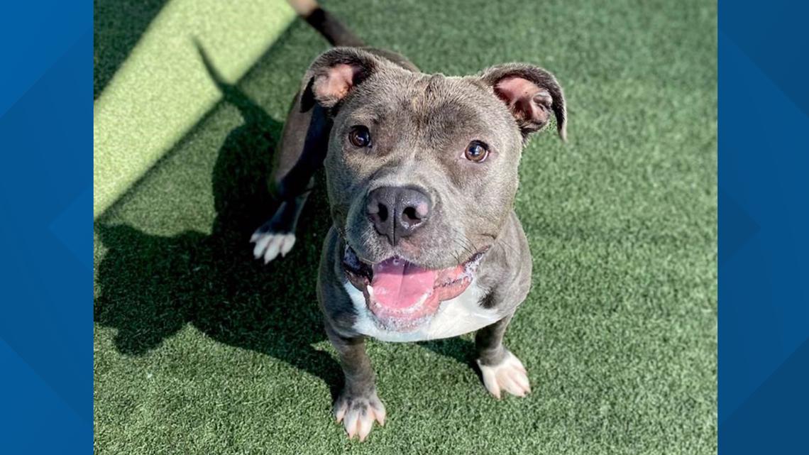Dogs rescued from Hurricane Delta up for adoption in San Diego | cbs8.com