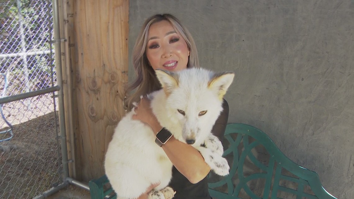Outtakes of Russian domesticated foxes with Kelly Hessedal | cbs8.com
