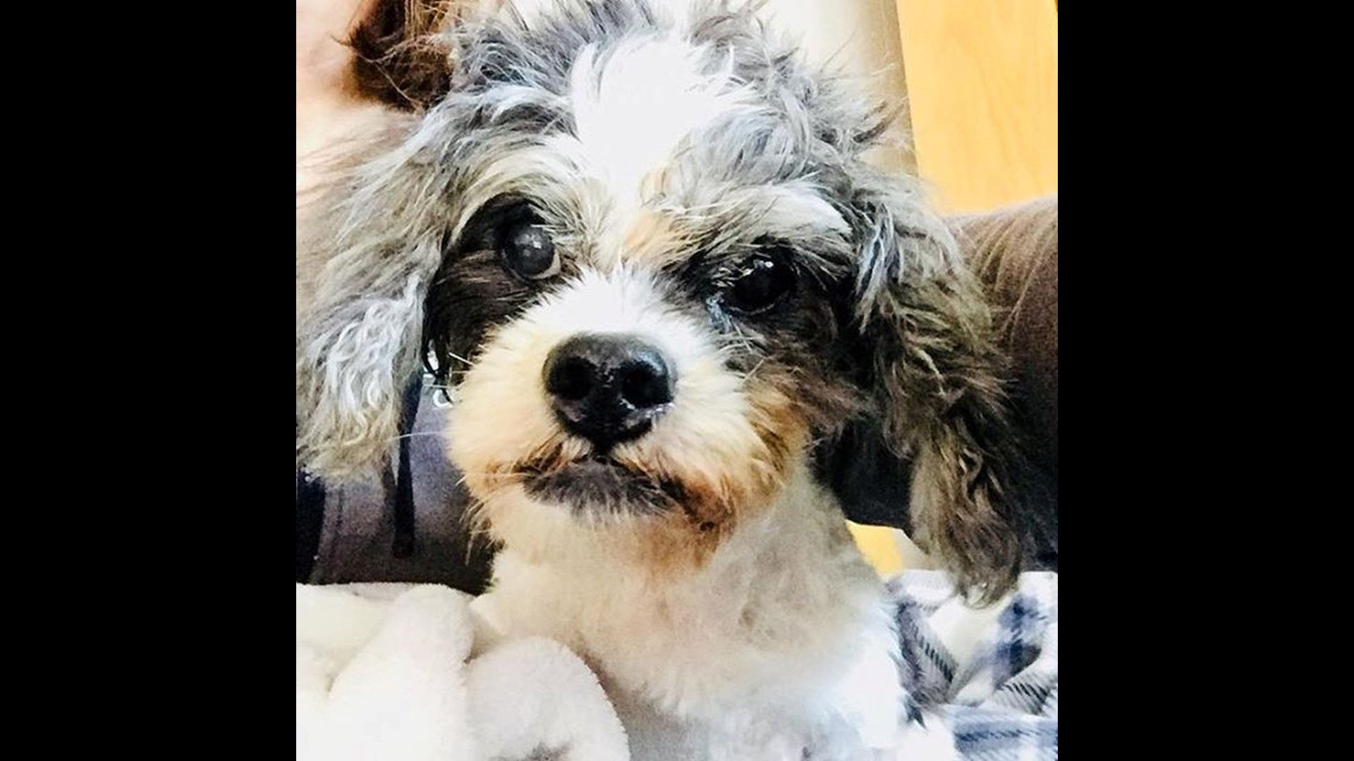Senior dogs get extra love during coronavirus from Frosted Faces | cbs8.com