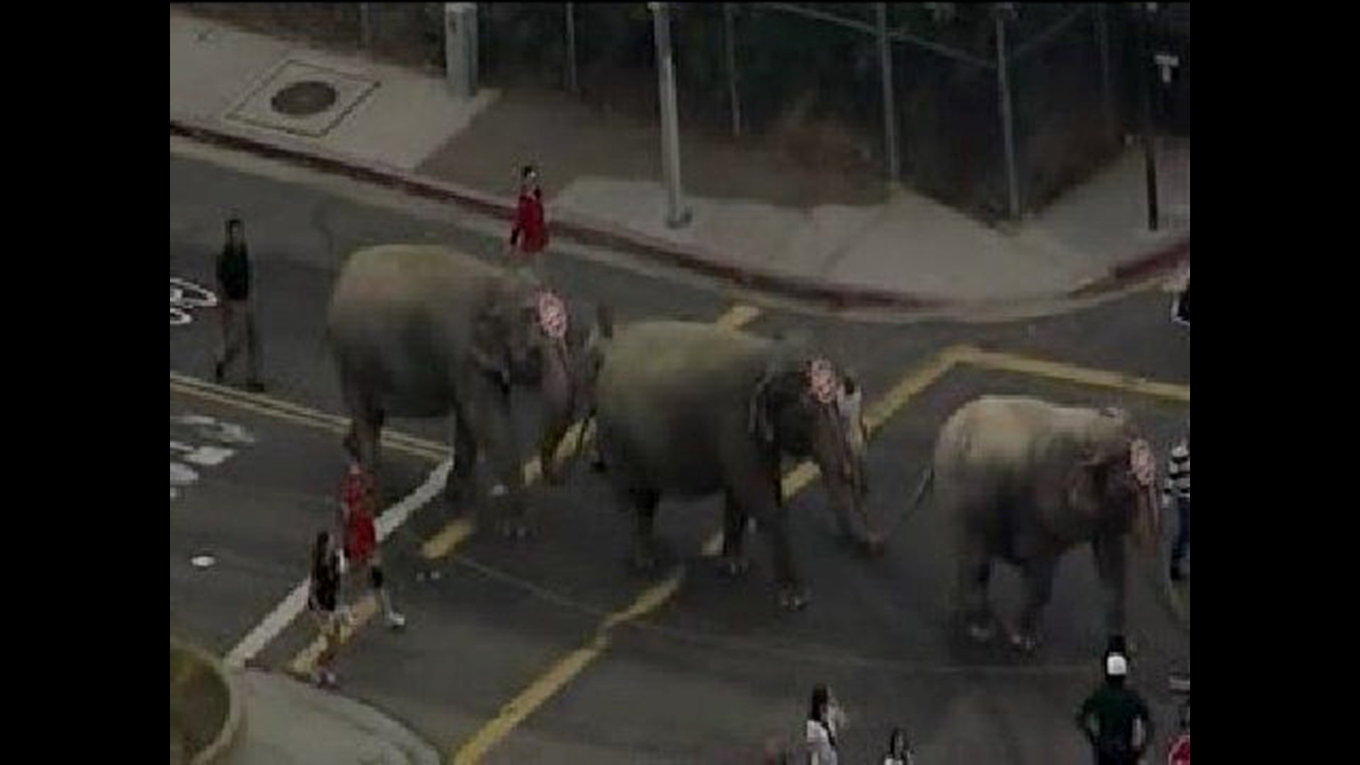 Ringling Bros. Circus elephants march to Sports Arena | cbs8.com