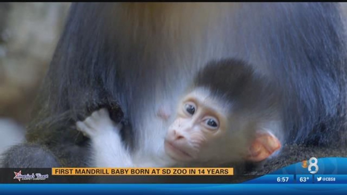 First Mandrill baby born at San Diego Zoo in 14 years | cbs8.com